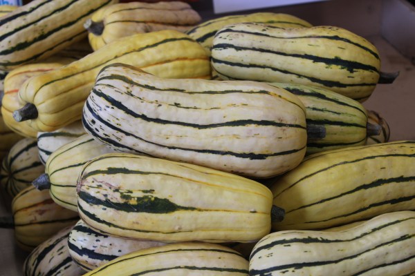 Emphasis on Squash | Delicious on a Dollar
